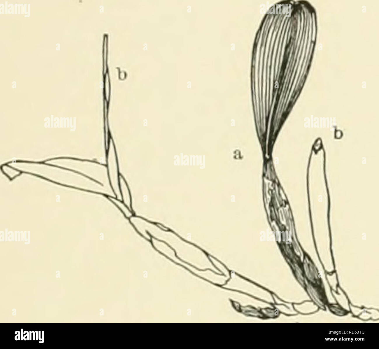 Axillary bud hi-res stock photography and images - Alamy