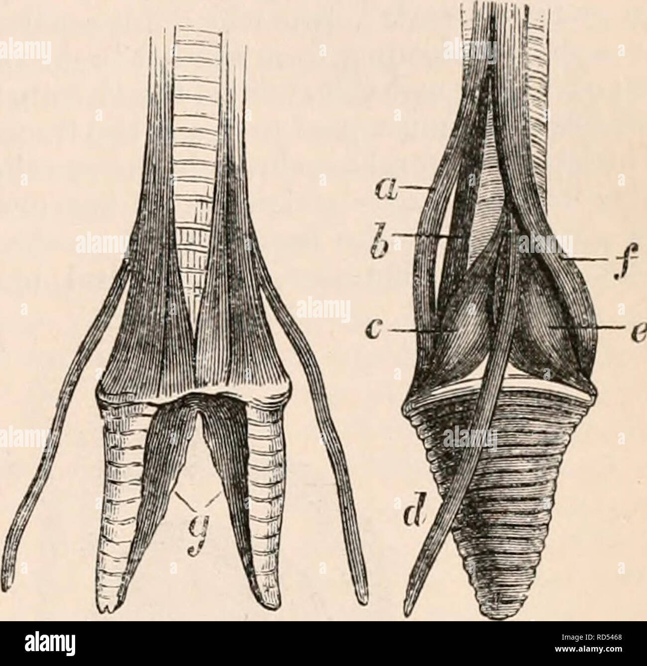 . The cyclopædia of anatomy and physiology. Anatomy; Physiology ...