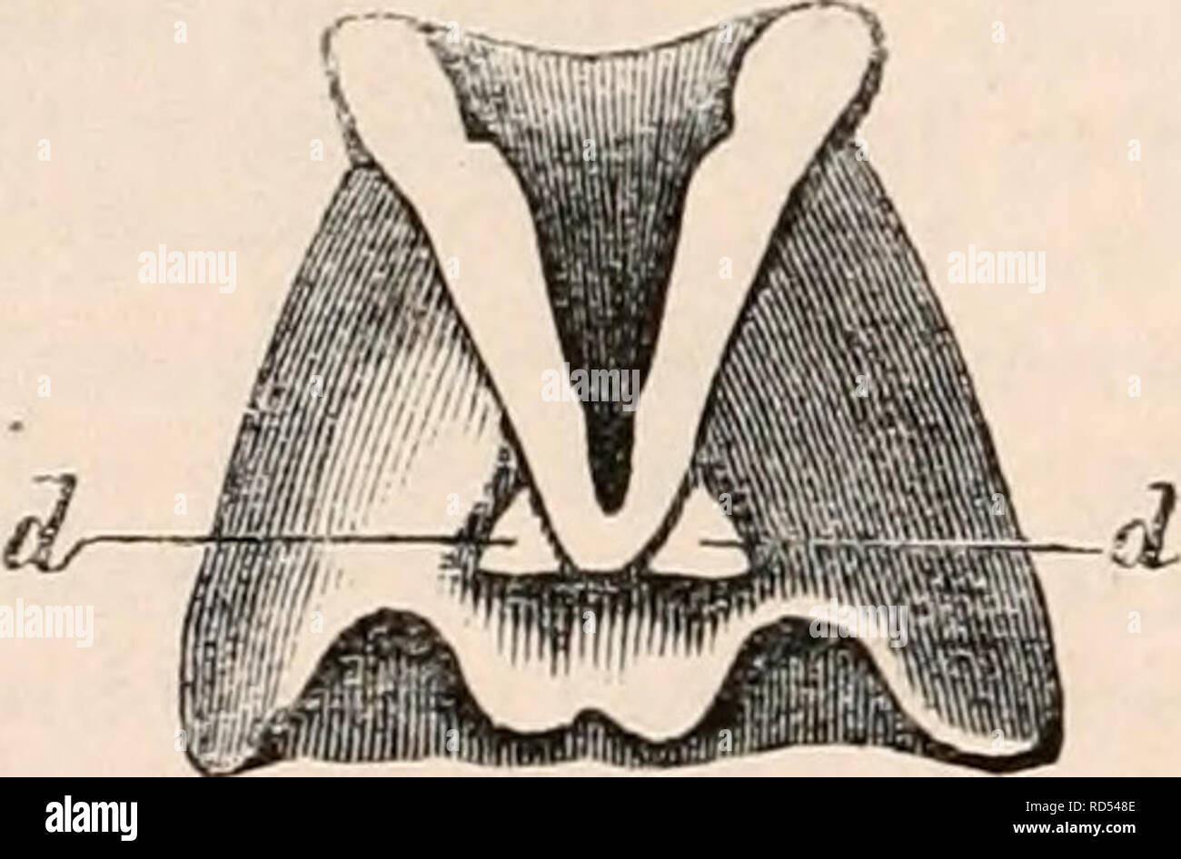 Superior thyroid notch hi-res stock photography and images - Alamy