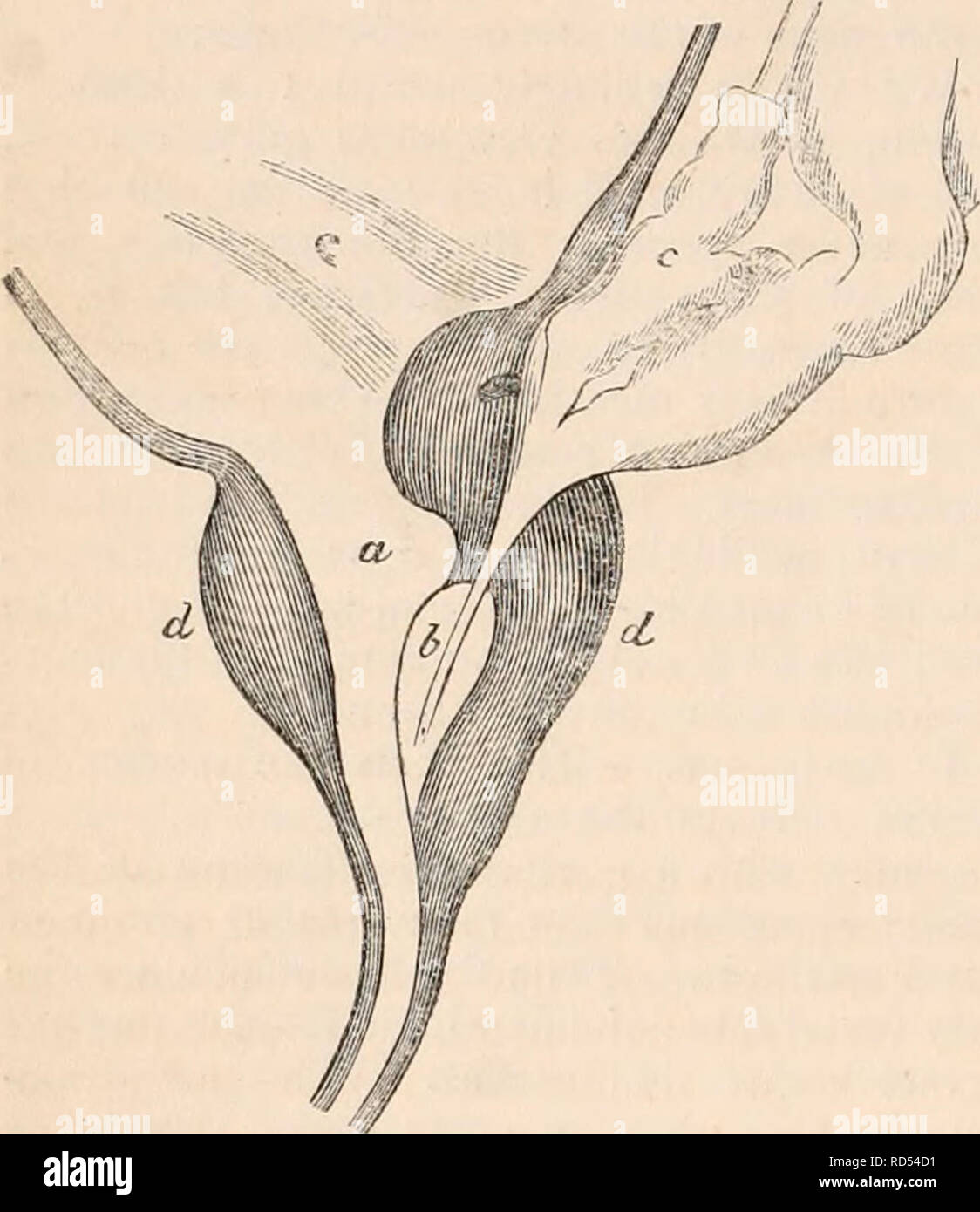 Verumontanum High Resolution Stock Photography and Images - Alamy