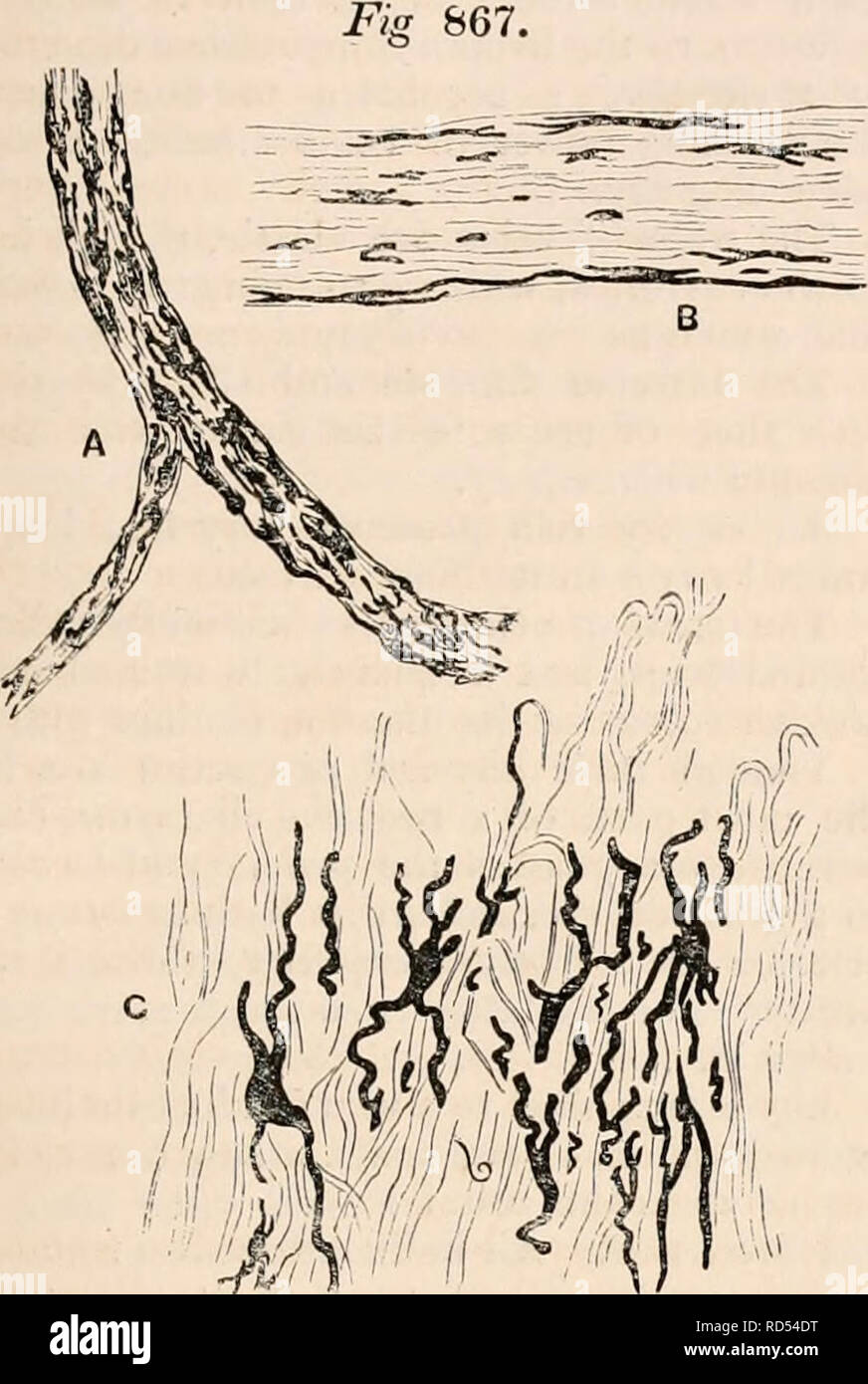 Pigment cell fish hi-res stock photography and images - Alamy