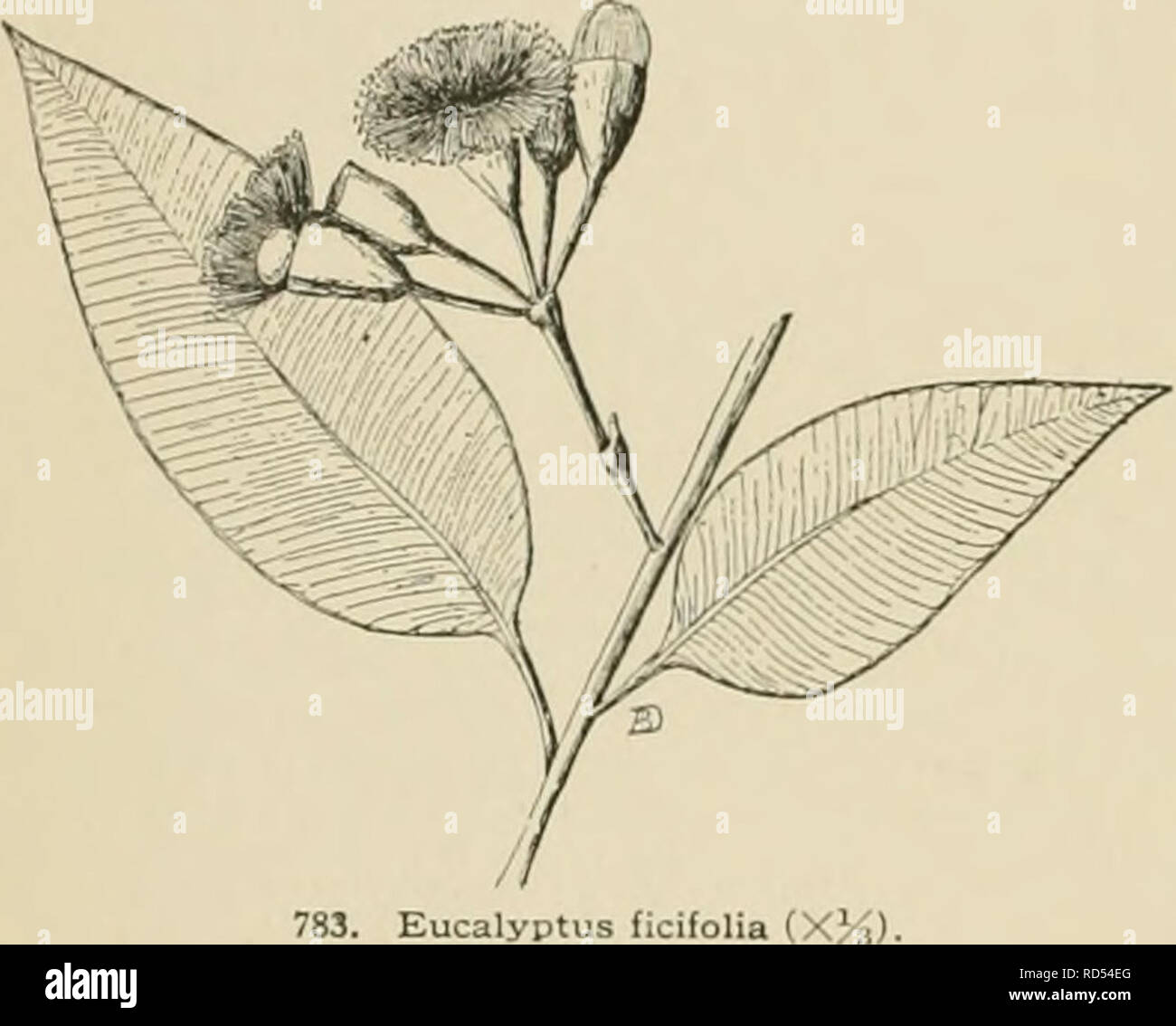 Eucalyptus paniculata hi-res stock photography and images - Alamy