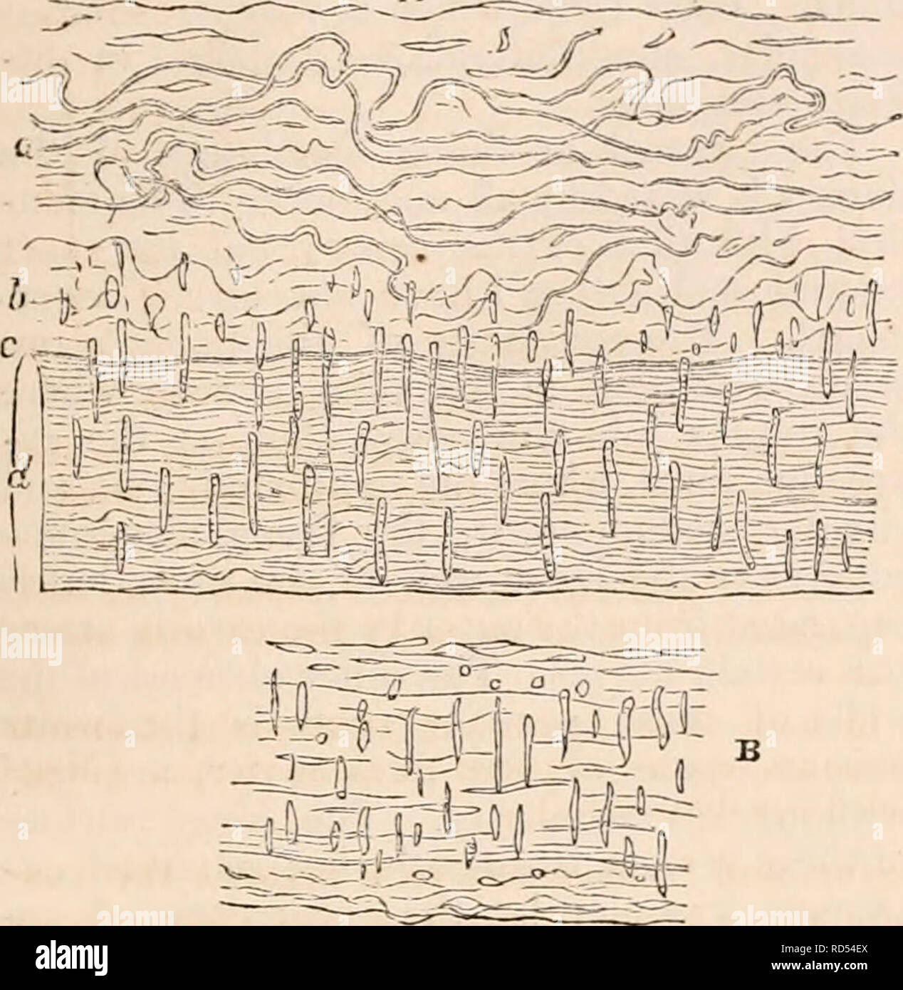 . The cyclopædia of anatomy and physiology. Anatomy; Physiology ...