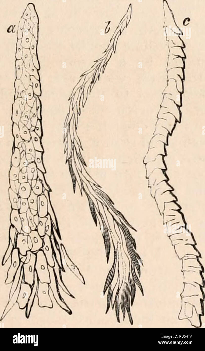 Compound Papillae High Resolution Stock Photography and Images - Alamy