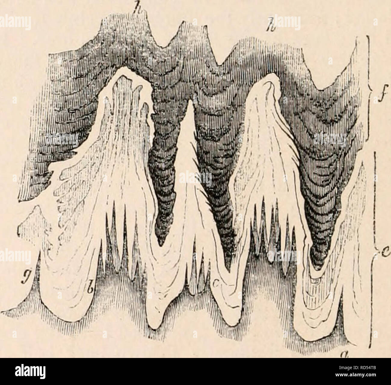 Filiform papilla hi-res stock photography and images - Alamy