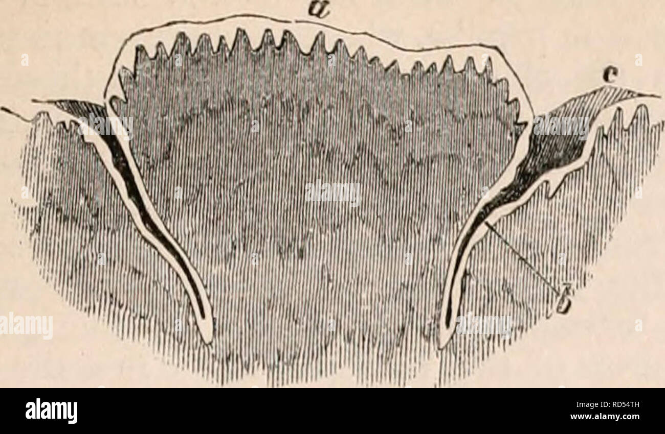 Circumvallate papillae hi-res stock photography and images - Alamy