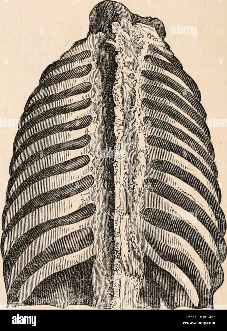 . The cyclopædia of anatomy and physiology. Anatomy; Physiology ...