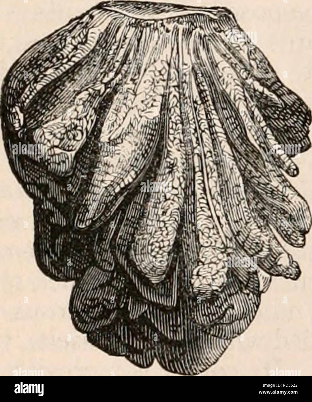 Tunica albuginea testis hi-res stock photography and images - Alamy