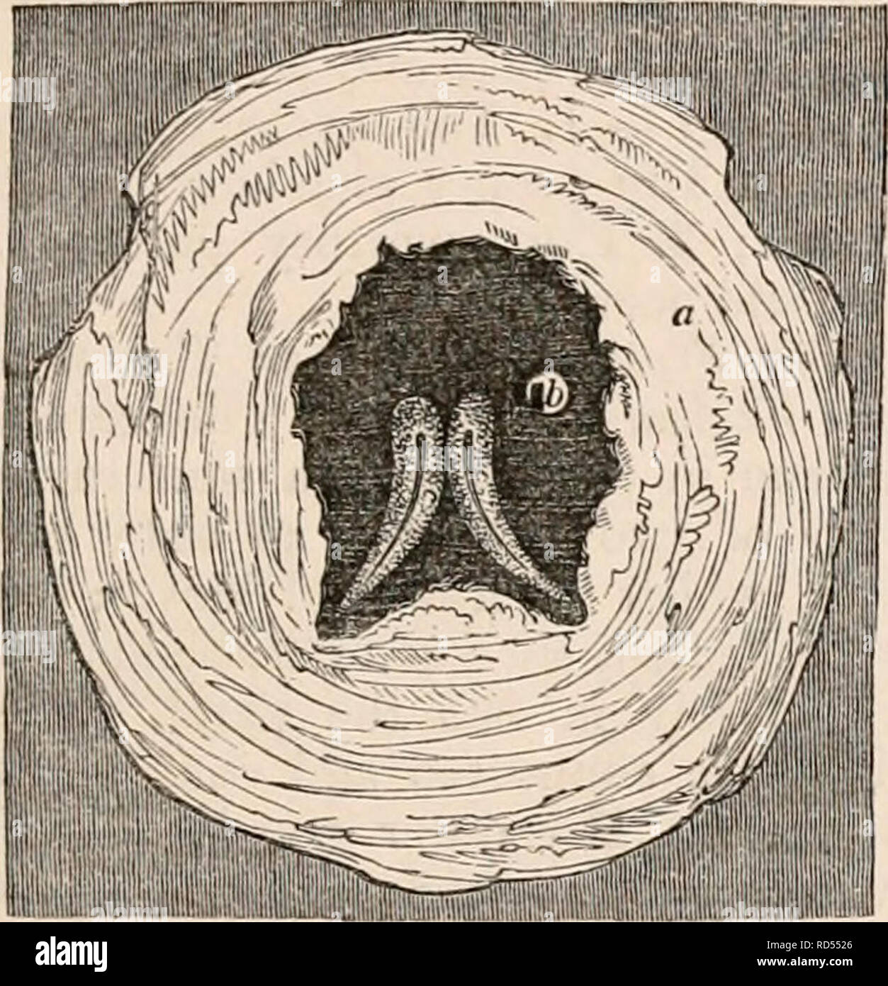 Causas naturales hi-res stock photography and images - Alamy