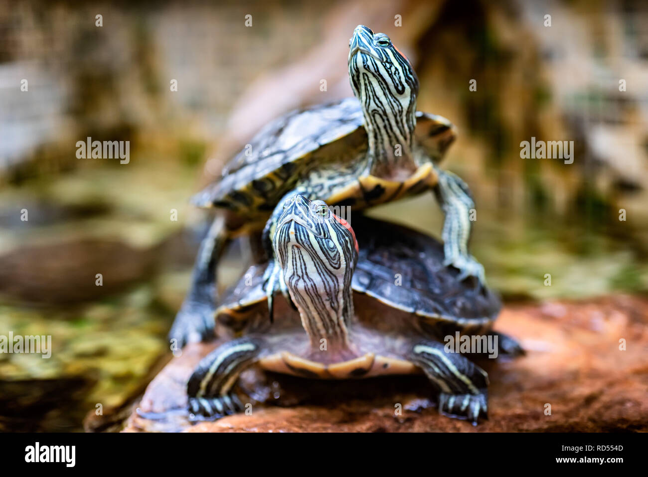 Two turtles in the forest. Turtle as symbol of wisdom, patience and ...