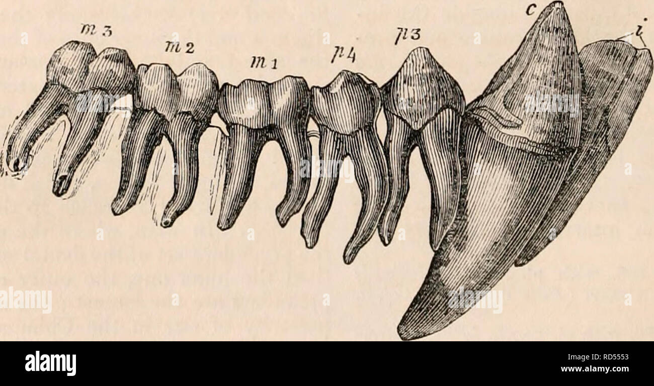 Primate dental anatomy hi-res stock photography and images - Alamy