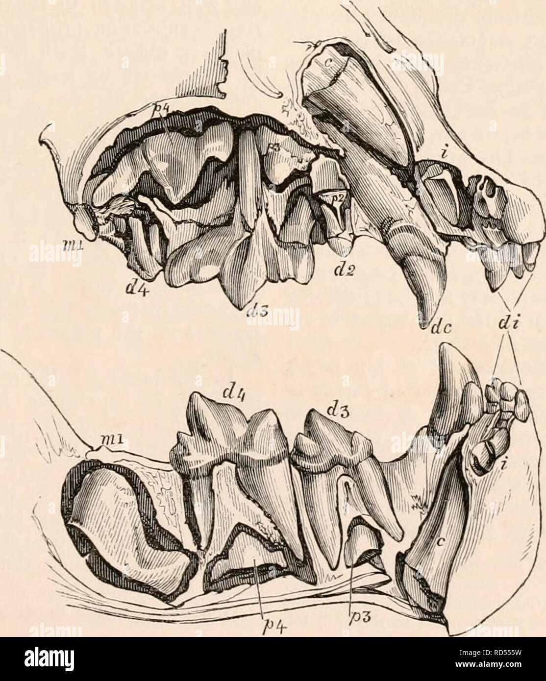 Dog Teeth Anatomy