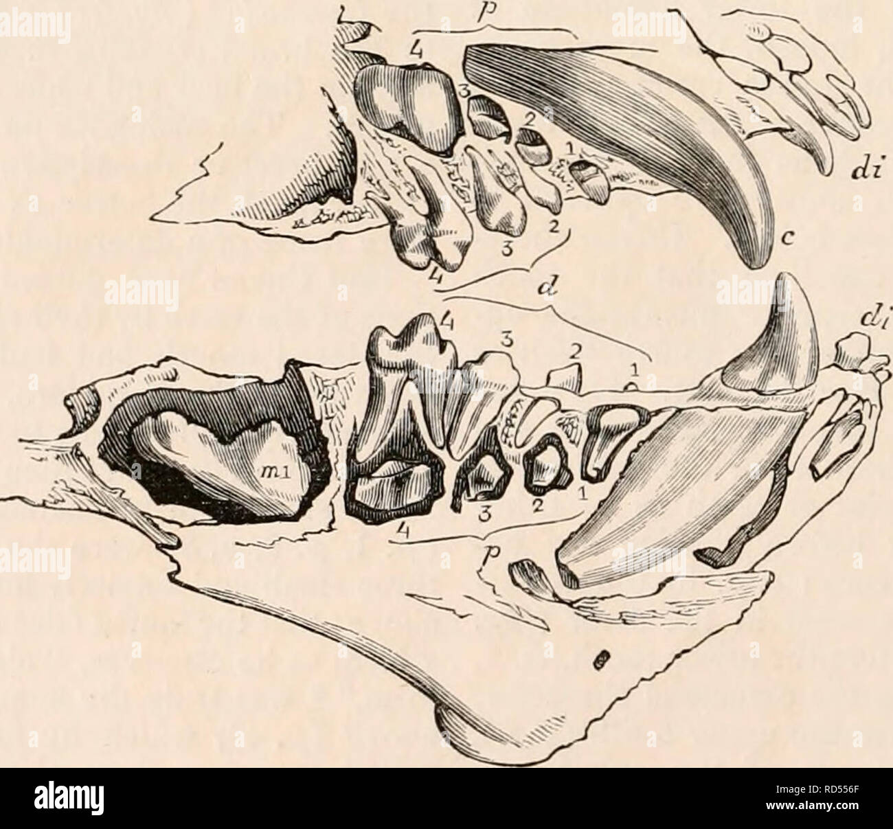 Amphicyon hi-res stock photography and images - Alamy