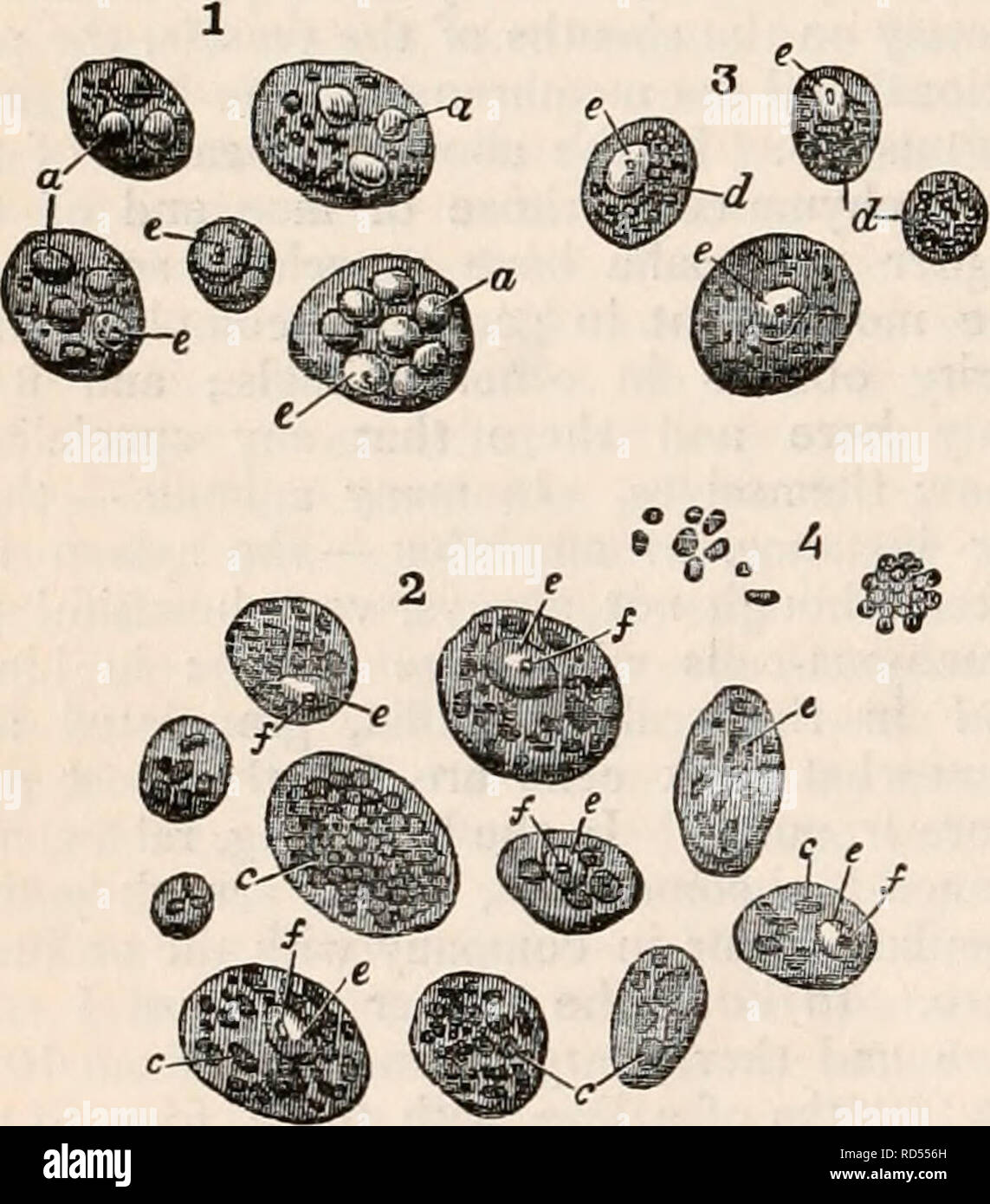 . The cyclopædia of anatomy and physiology. Anatomy; Physiology ...