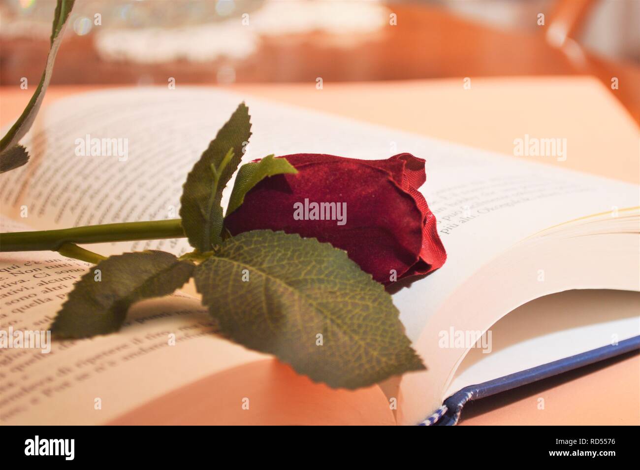 FLOWER ROSE ON THE OLD BOOK IN LIBRARY FOR STUDY AT UNIVERSITY AN ...