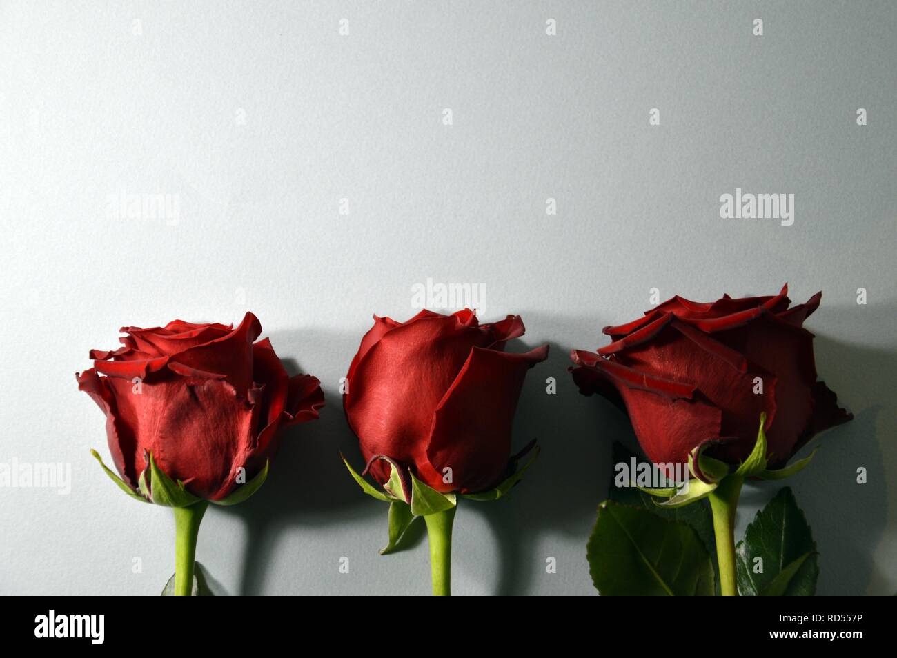 Three red rose on white background, for Valentine’s day Stock Photo - Alamy