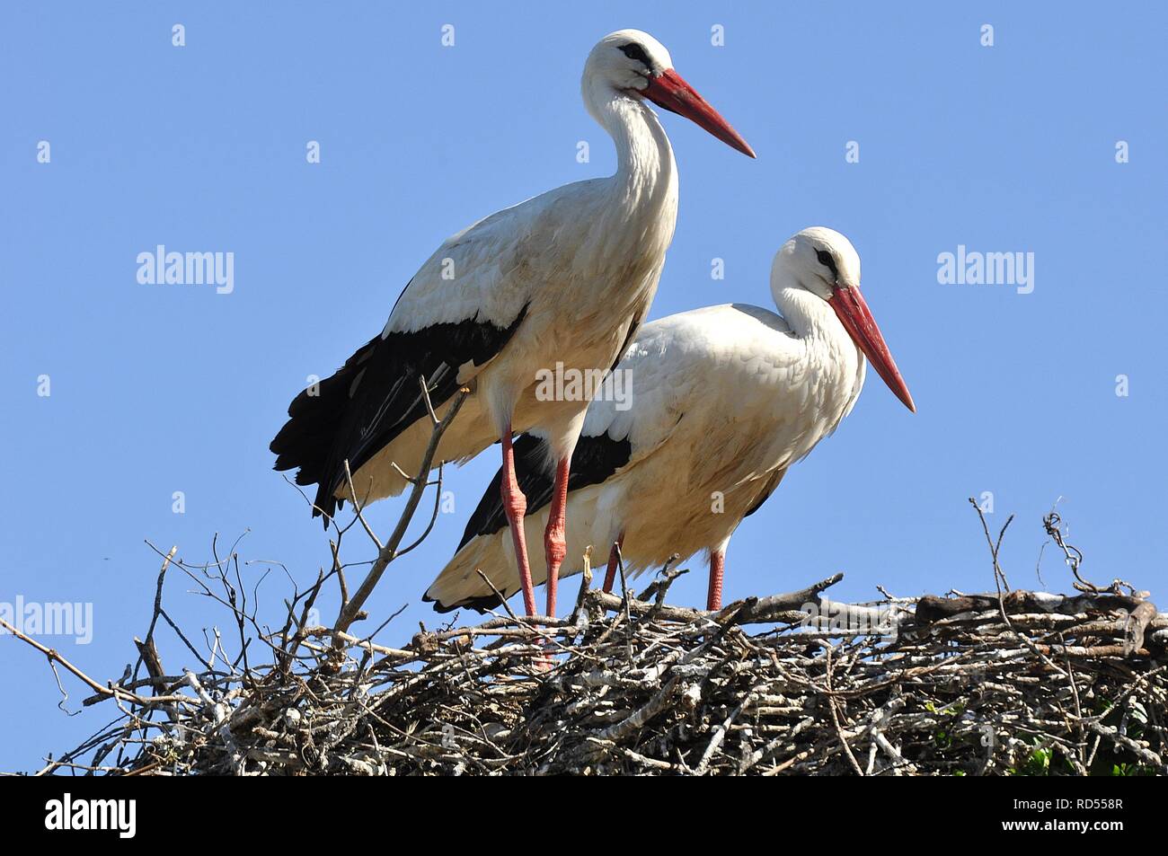 Bill Clattering High Resolution Stock Photography and Images - Alamy