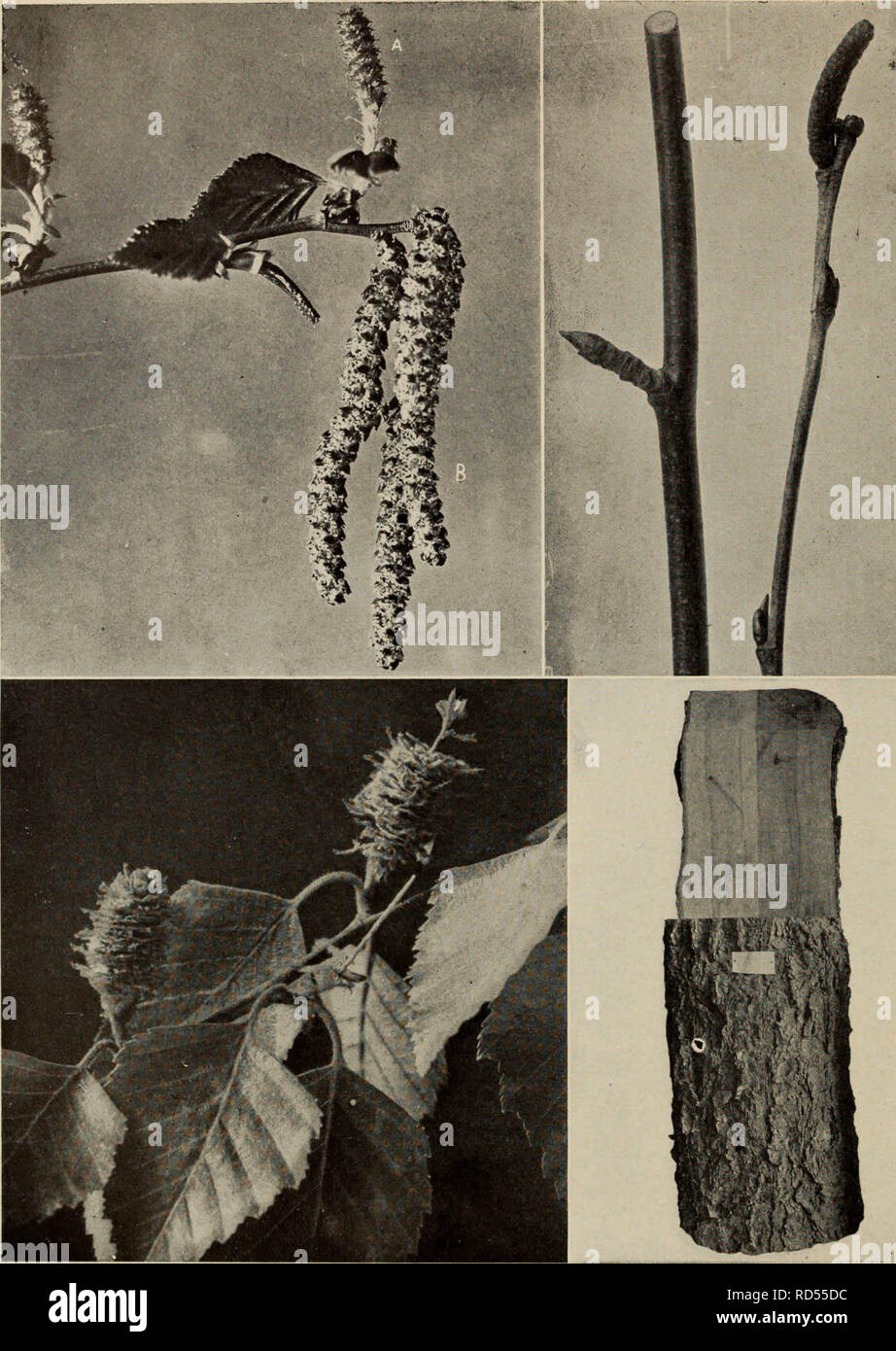 "The tree book : A popular guide to a knowledge of the trees of North ...