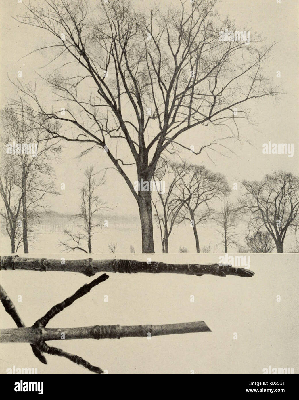 "The tree book : A popular guide to a knowledge of the trees of North ...