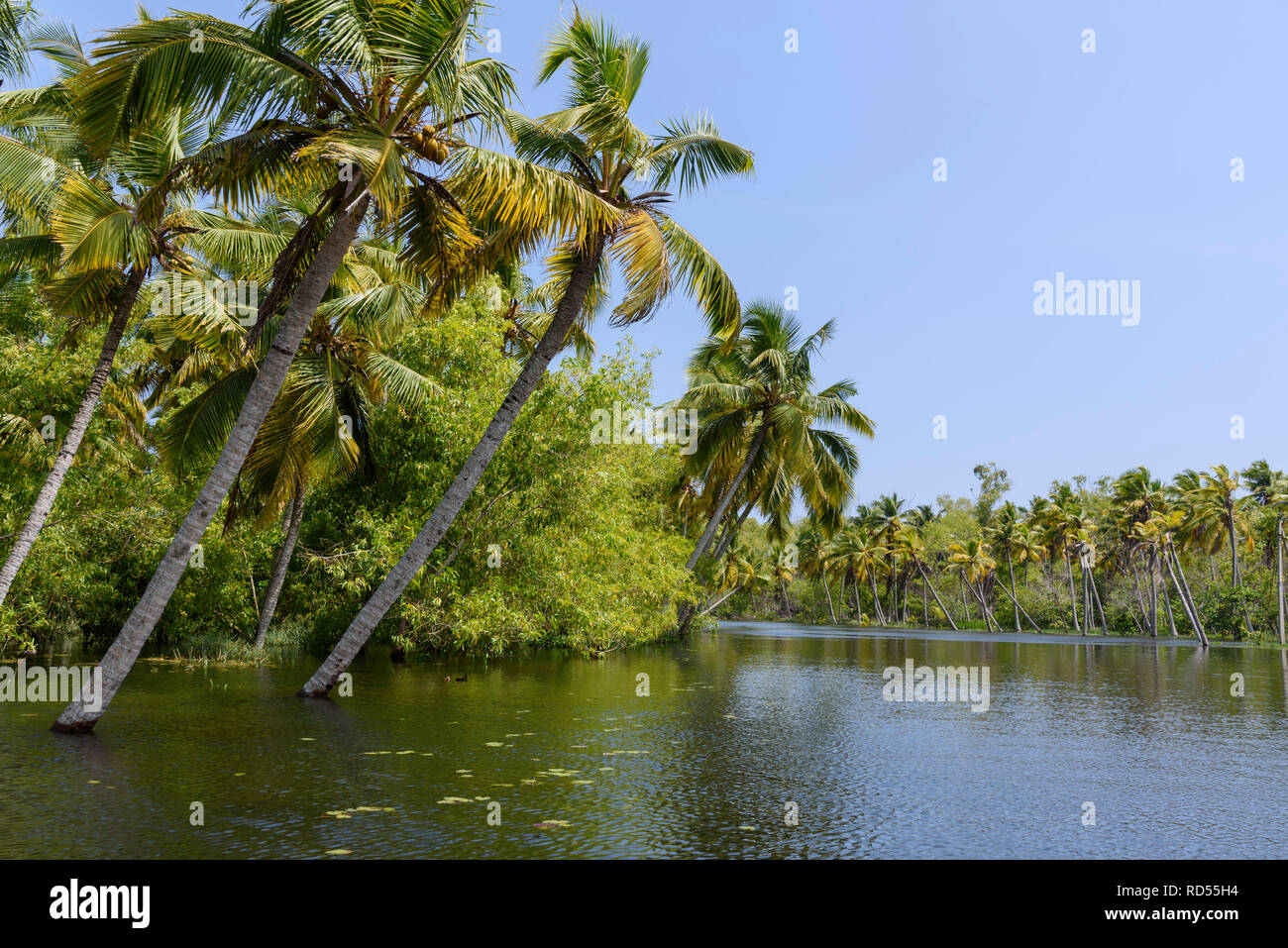 Poovar india hi-res stock photography and images - Alamy