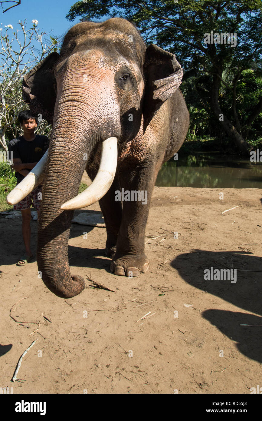 Kanta elephant sanctuary hi-res stock photography and images - Alamy