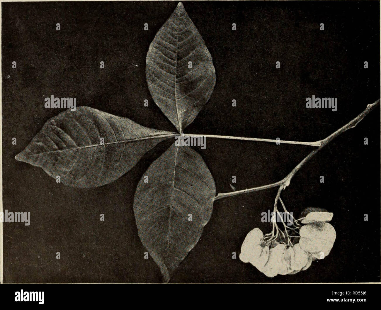 "The tree book : A popular guide to a knowledge of the trees of North ...