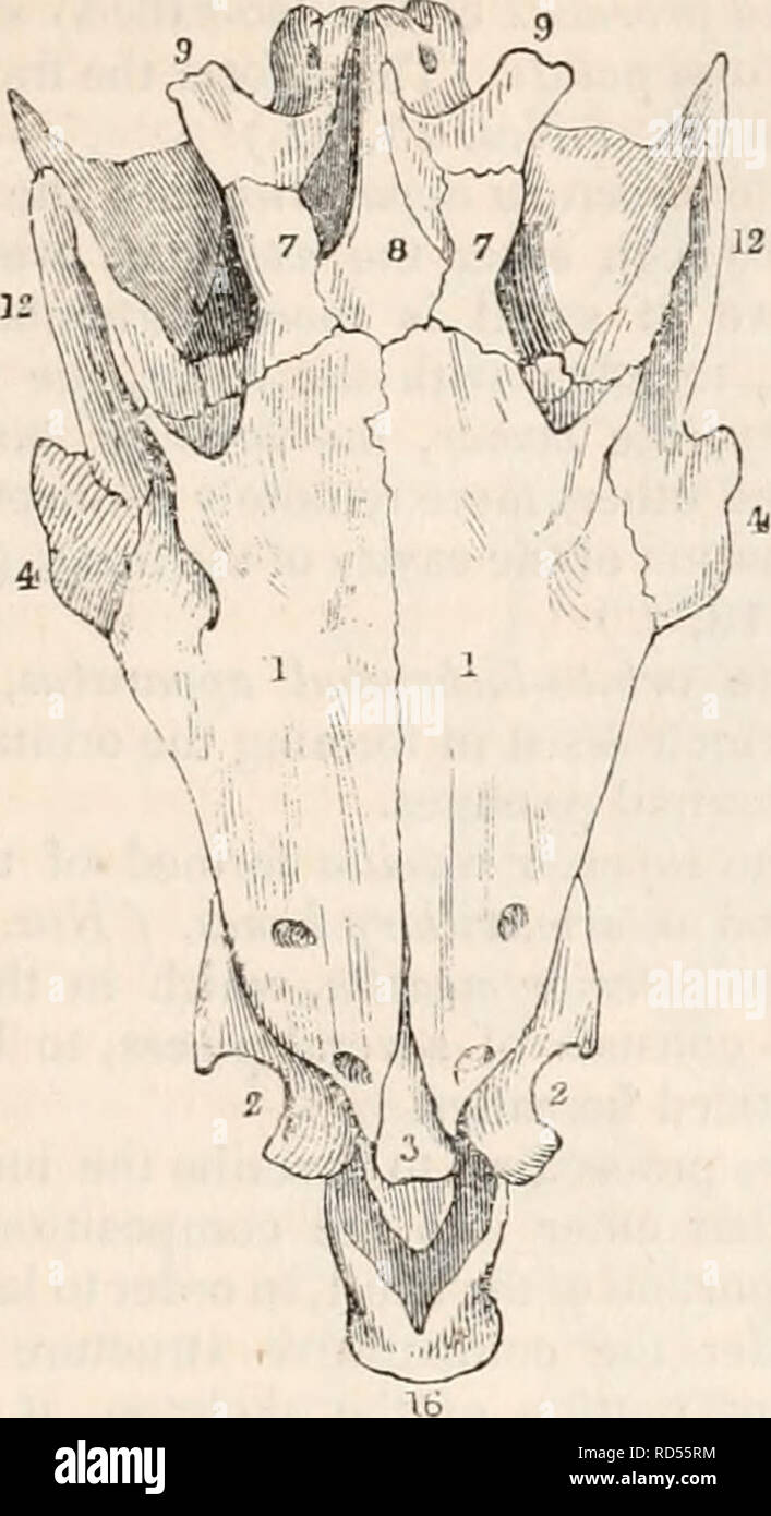 . The cyclopædia of anatomy and physiology. Anatomy; Physiology ...
