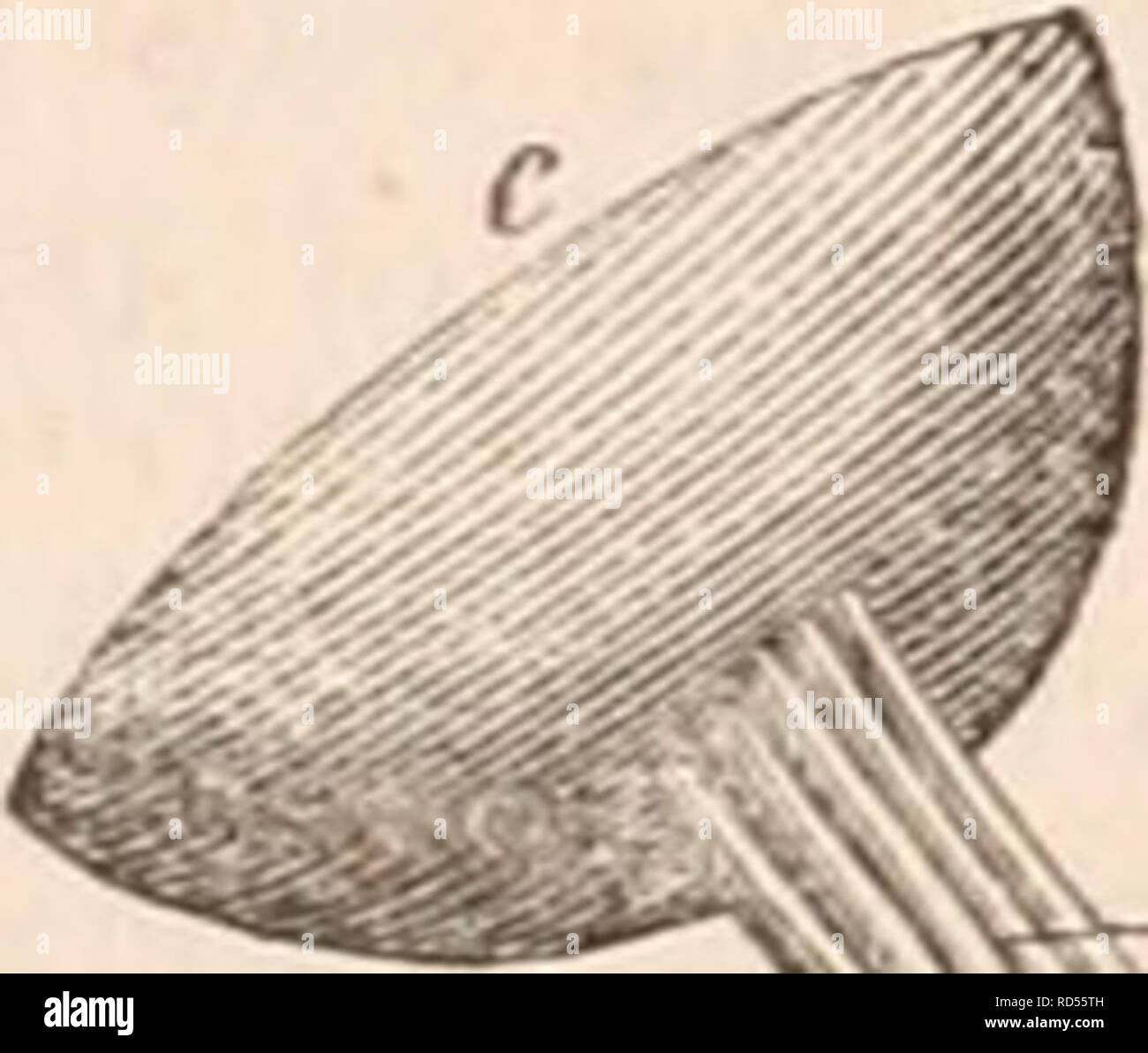 Ma desmoulins hi-res stock photography and images - Alamy