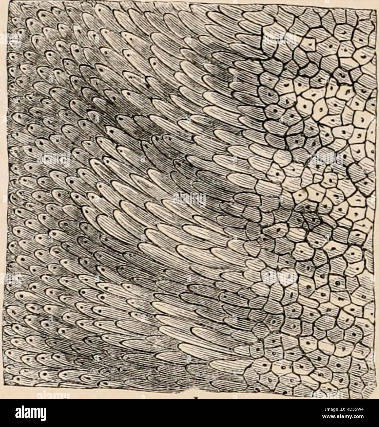 . The cyclopædia of anatomy and physiology. Anatomy; Physiology ...