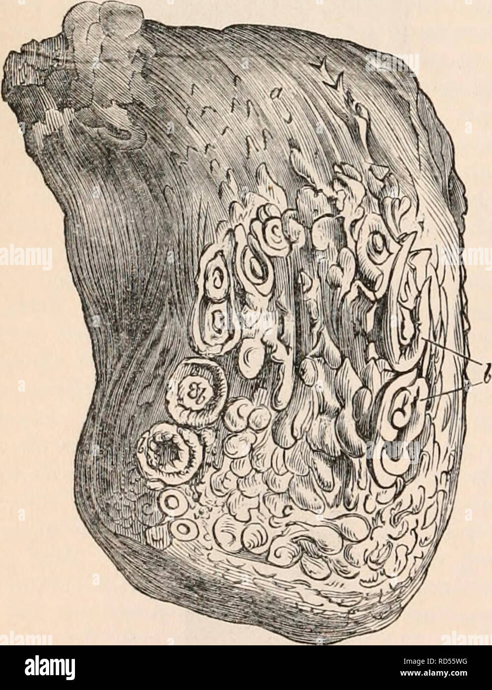 . The cyclopædia of anatomy and physiology. Anatomy; Physiology ...