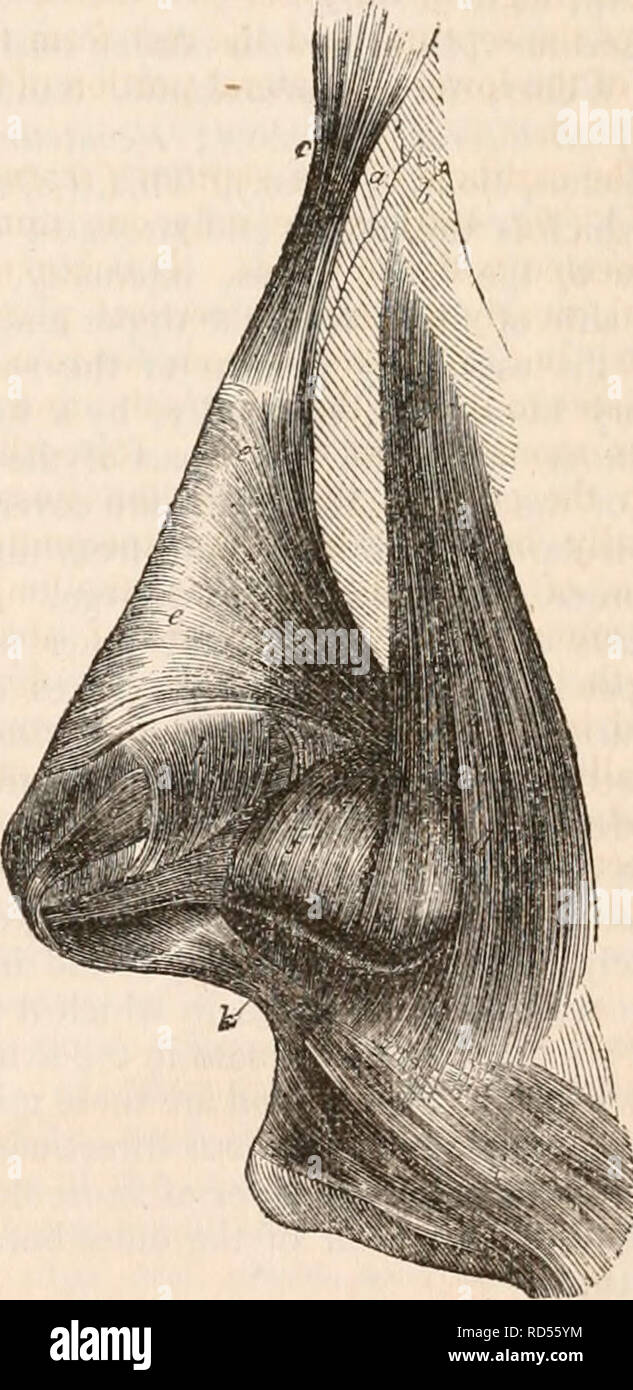 . The cyclopædia of anatomy and physiology. Anatomy; Physiology ...
