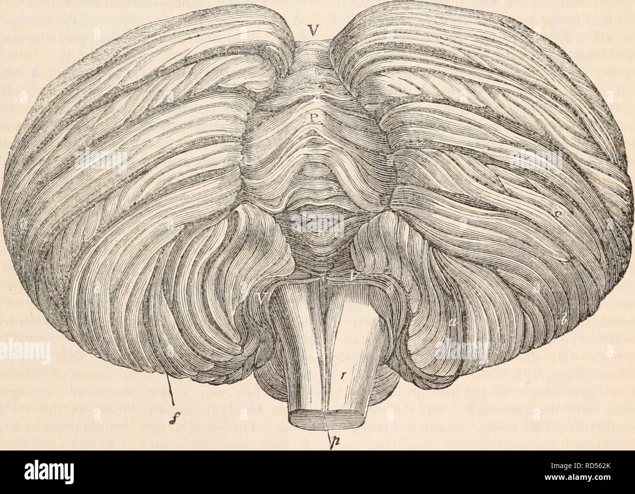 . The cyclopædia of anatomy and physiology. Anatomy; Physiology ...