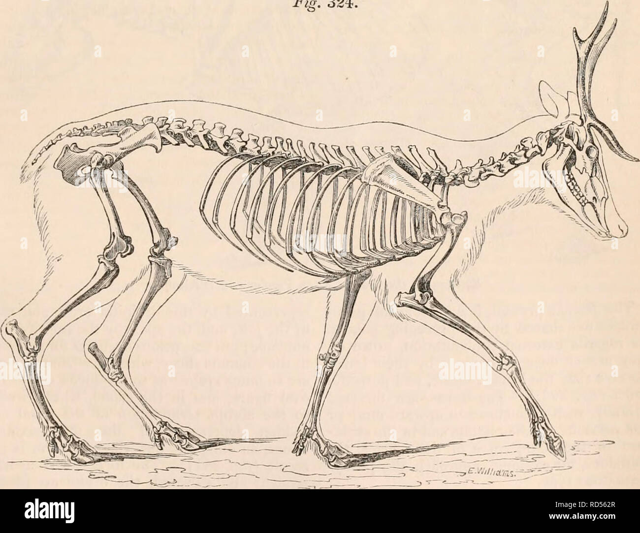 Fetal images hi-res stock photography and images - Alamy