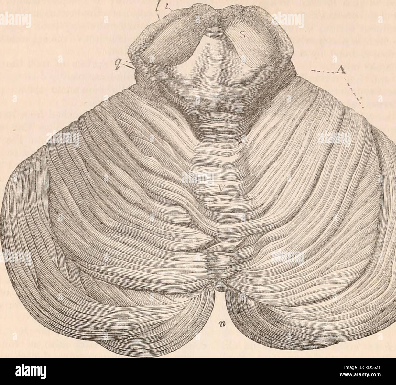 . The cyclopædia of anatomy and physiology. Anatomy; Physiology ...