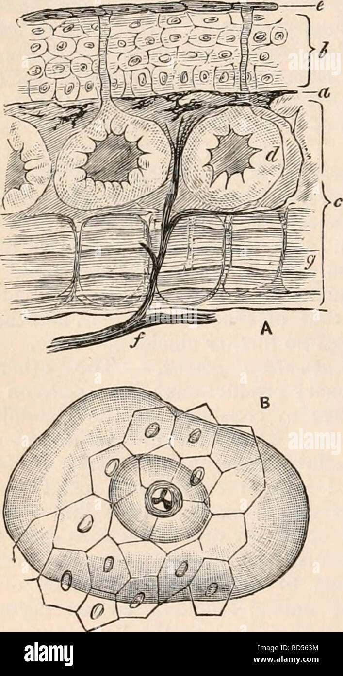 . The cyclopædia of anatomy and physiology. Anatomy; Physiology ...