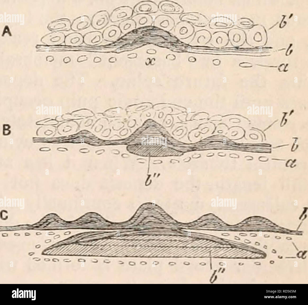 Tegumentary hi-res stock photography and images - Alamy