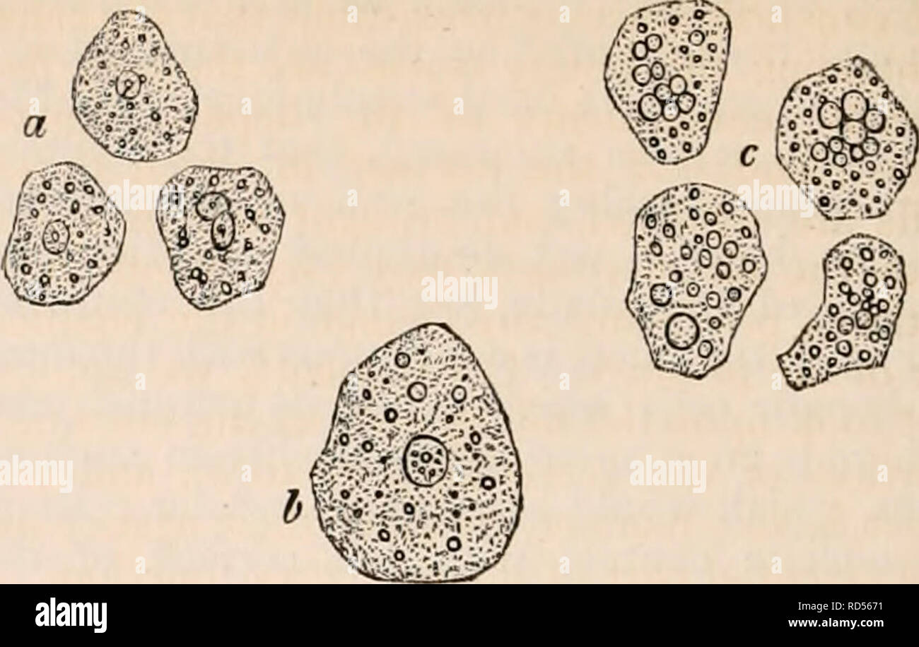 . The cyclopædia of anatomy and physiology. Anatomy; Physiology ...