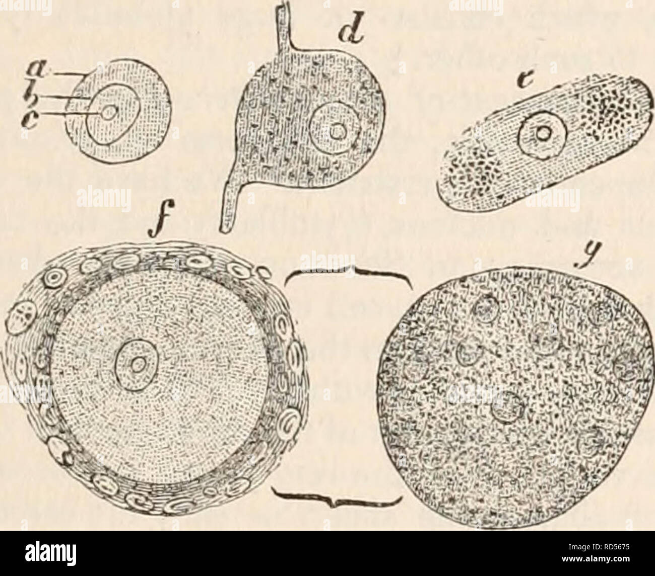 Vesicles human cell hi-res stock photography and images - Alamy