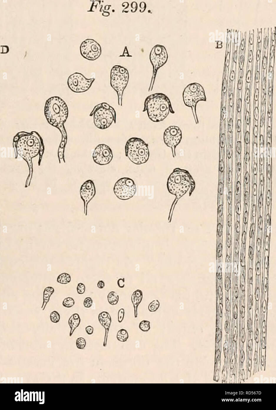 2nd nerve hi-res stock photography and images - Alamy