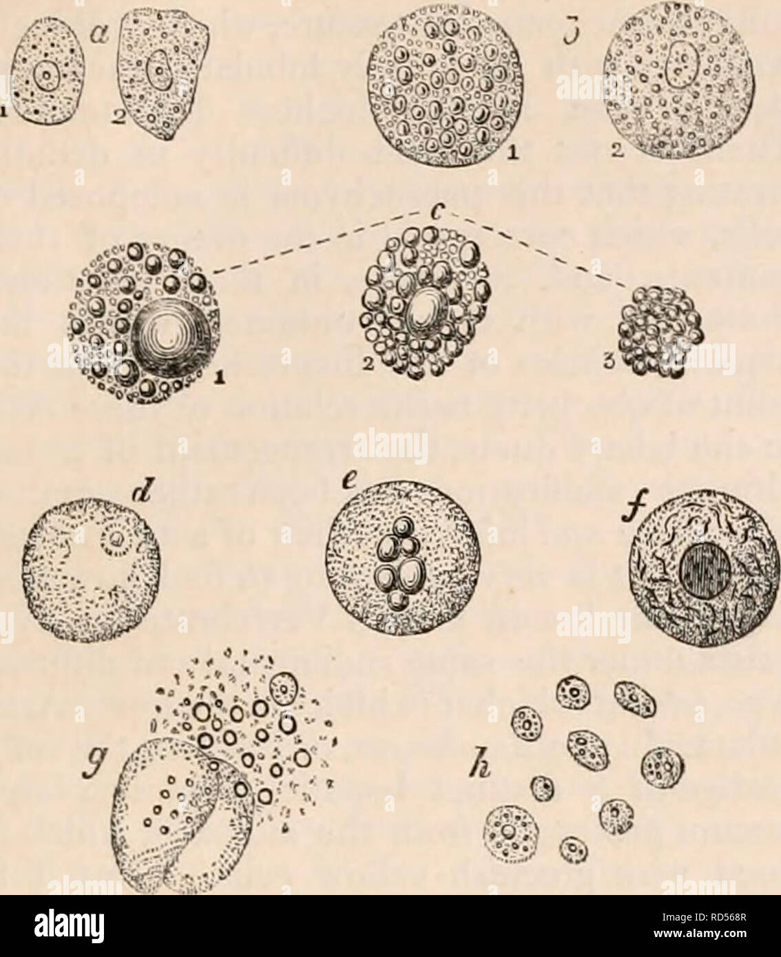 Six side cells hi-res stock photography and images - Alamy
