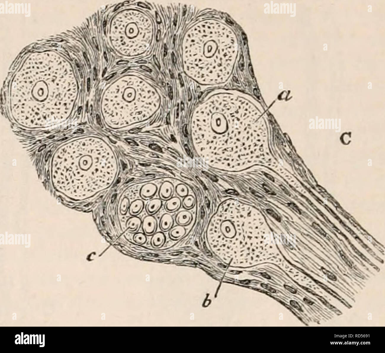 . The cyclopædia of anatomy and physiology. Anatomy; Physiology ...