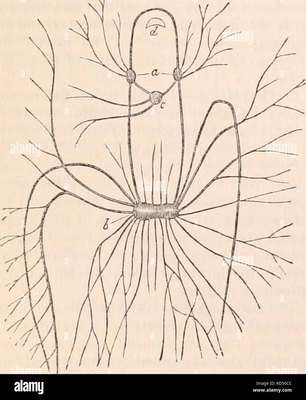 . The cyclopædia of anatomy and physiology. Anatomy; Physiology ...