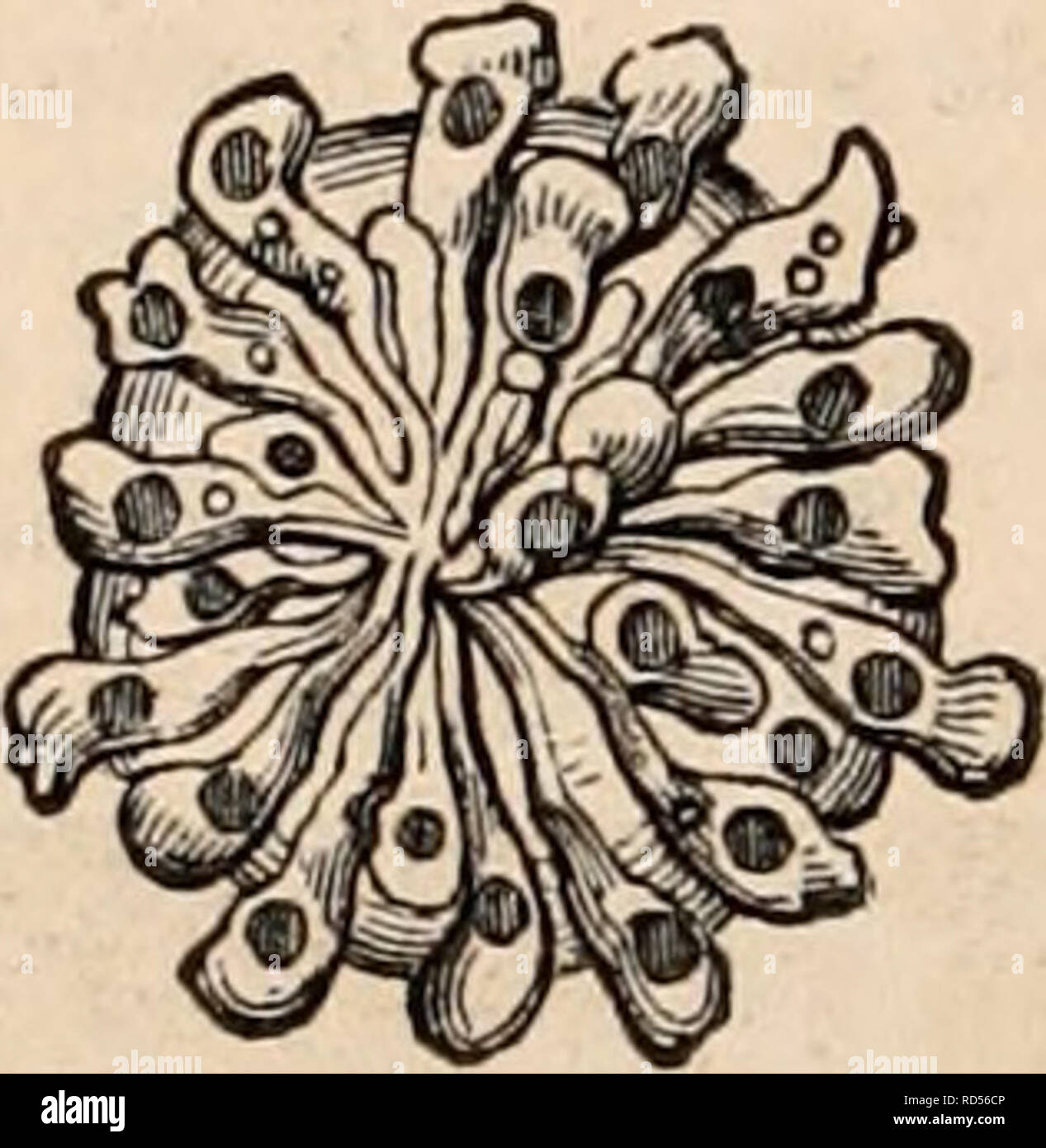 . The cyclopædia of anatomy and physiology. Anatomy; Physiology ...