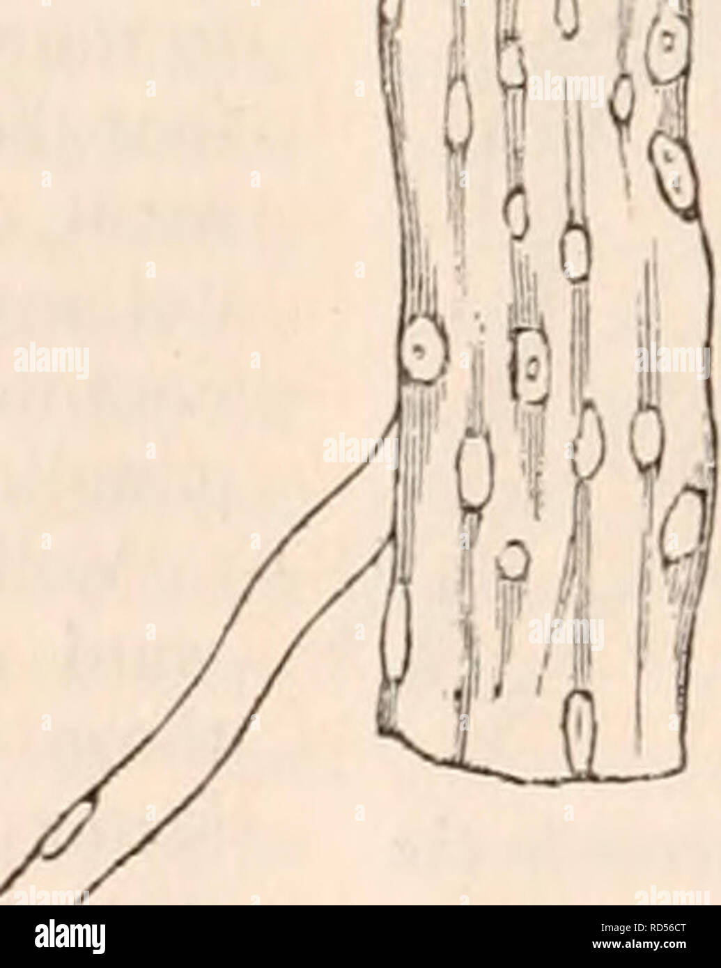 . The cyclopædia of anatomy and physiology. Anatomy; Physiology ...