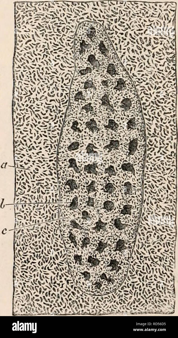 Membrane Fusion High Resolution Stock Photography and Images - Alamy