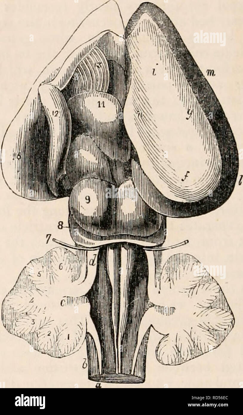 . The cyclopædia of anatomy and physiology. Anatomy; Physiology ...