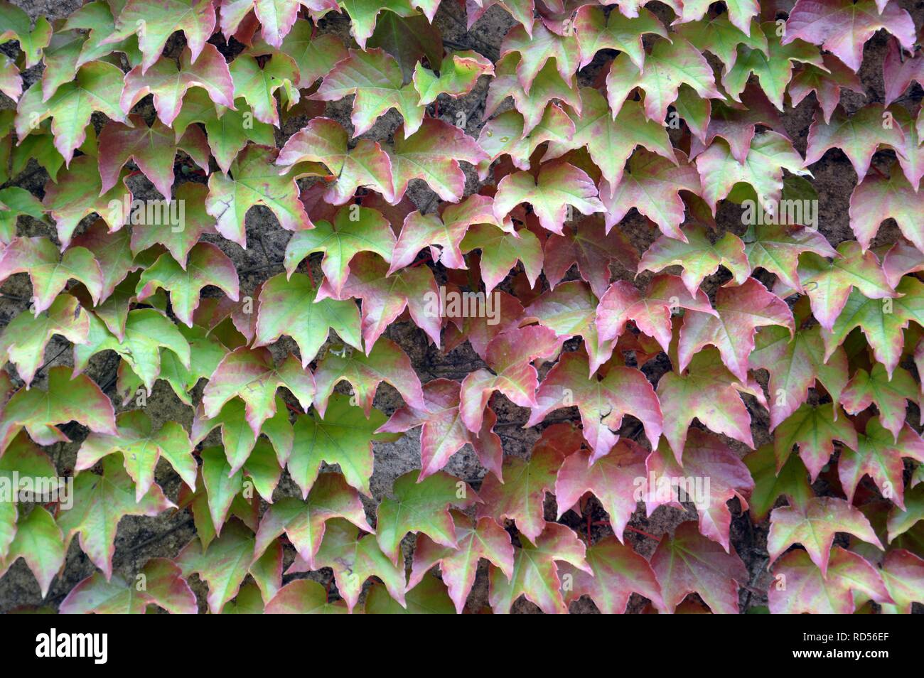 a wall full of colored ivy Stock Photo - Alamy