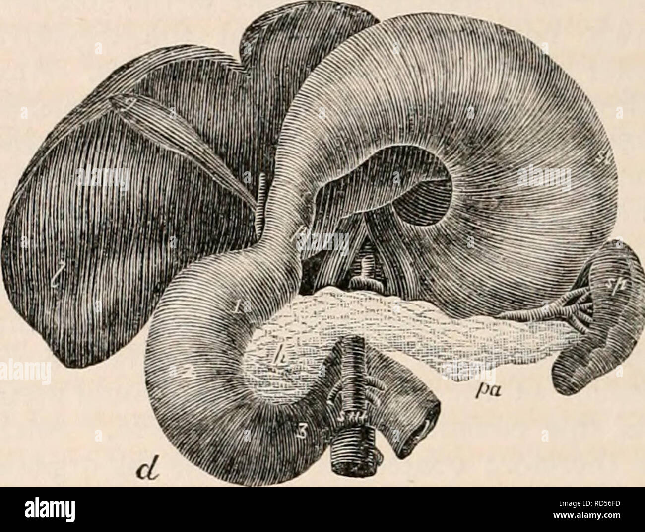 Intestinum Tenue High Resolution Stock Photography and Images - Alamy