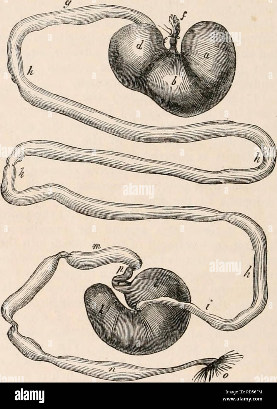 . The cyclopædia of anatomy and physiology. Anatomy; Physiology ...