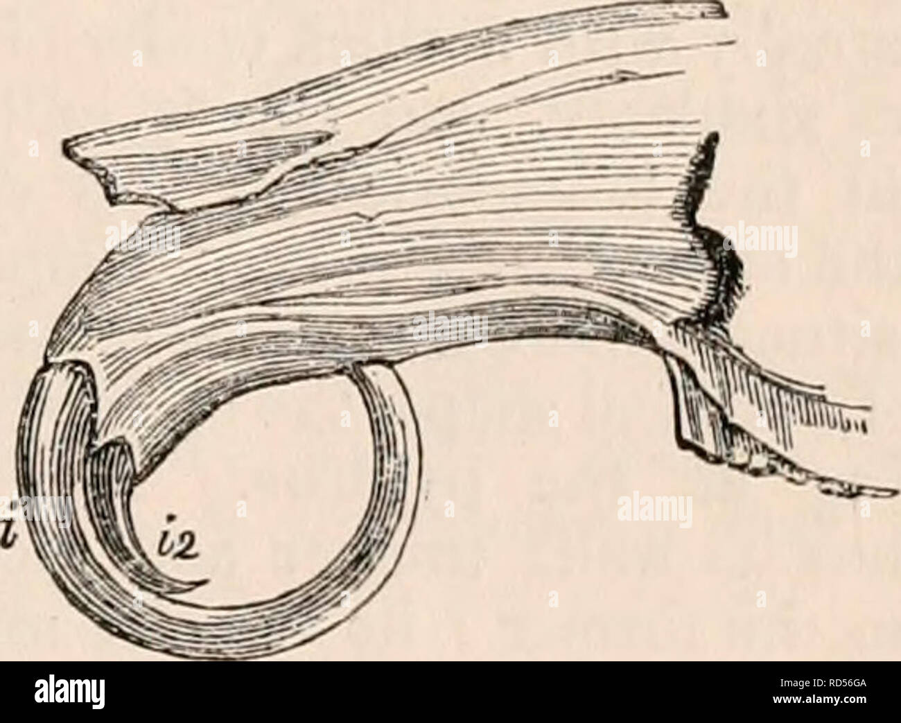 . The cyclopædia of anatomy and physiology. Anatomy; Physiology ...